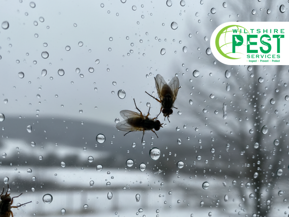 How to Get Rid of Cluster Flies Fast: Proven Methods That Actually Work